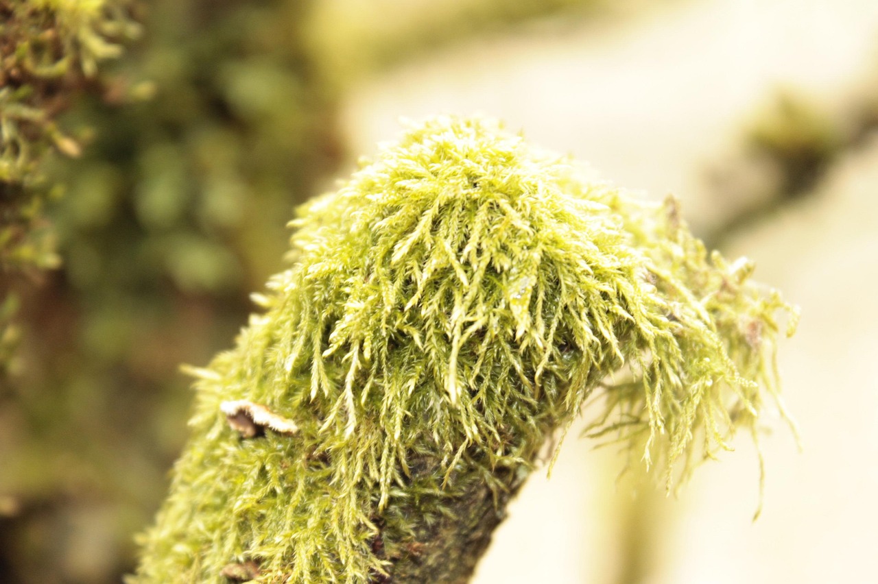 30+ Free Spanish Moss & Nature Images - Pixabay