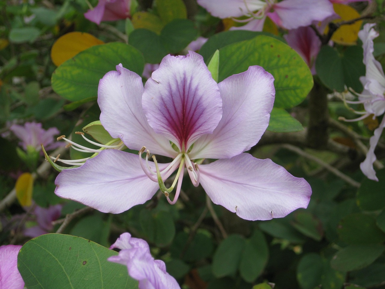 Flower Bauhinia Purpurea Orchid - Free photo on Pixabay