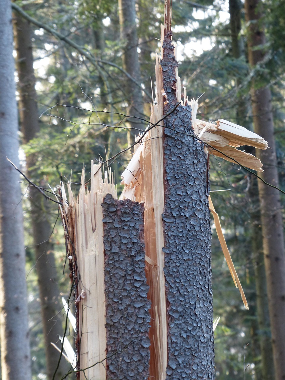 100+ Free Storm Damage & Nature Images - Pixabay