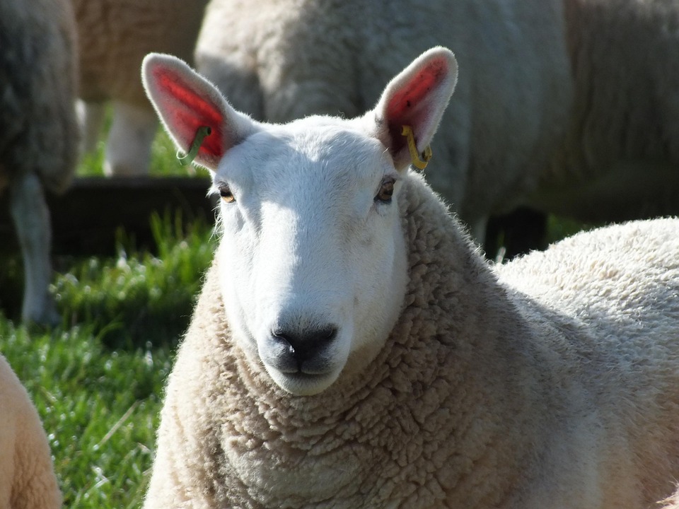 Sheep Flock Of Farm - Free photo on Pixabay - Pixabay