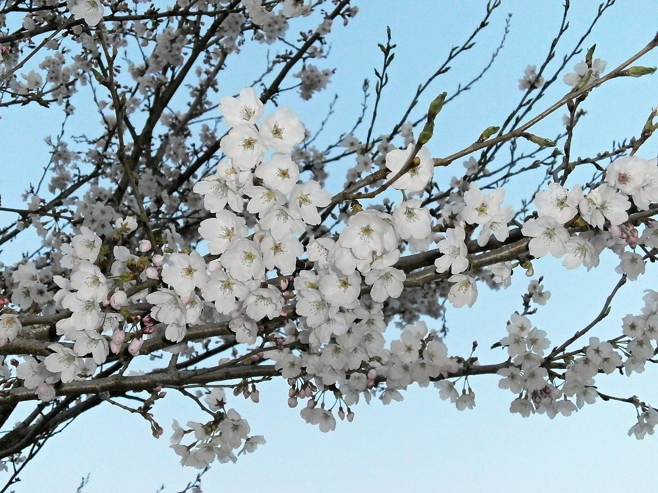 400.000+ Gambar Bunga Cherry Blossoms & Alam Gratis - Pixabay