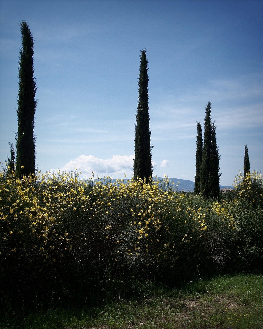 Plus de 500 images de Cyprès et de Nature - Pixabay