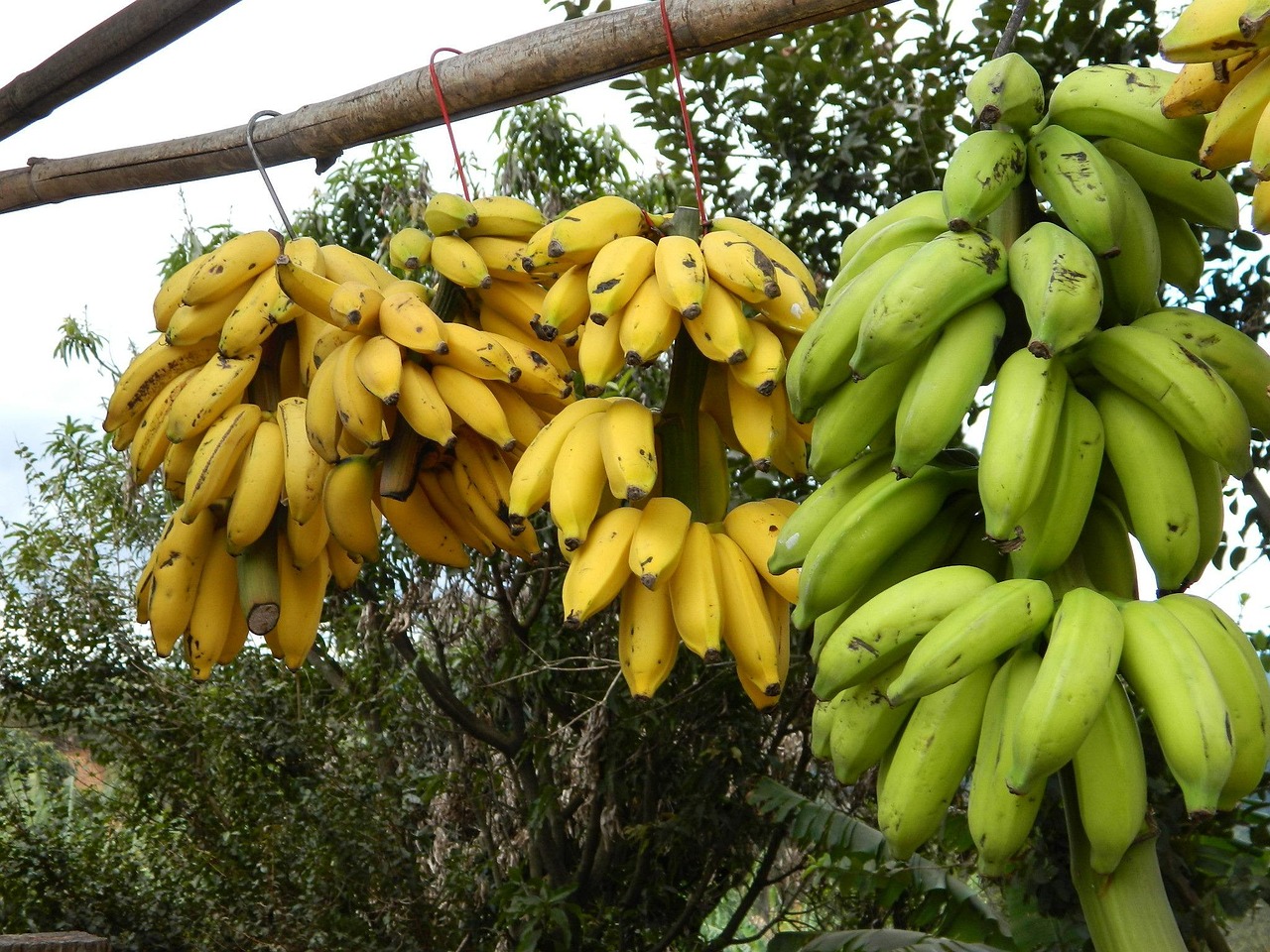 Más de 700 imágenes gratis de Bananos y Plátano - Pixabay