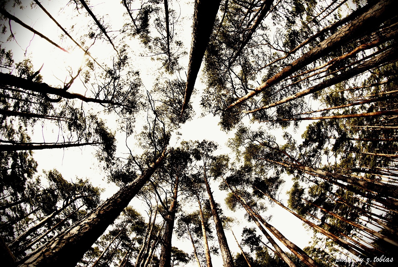 100+ Free Fisheye & Nature Photos - Pixabay