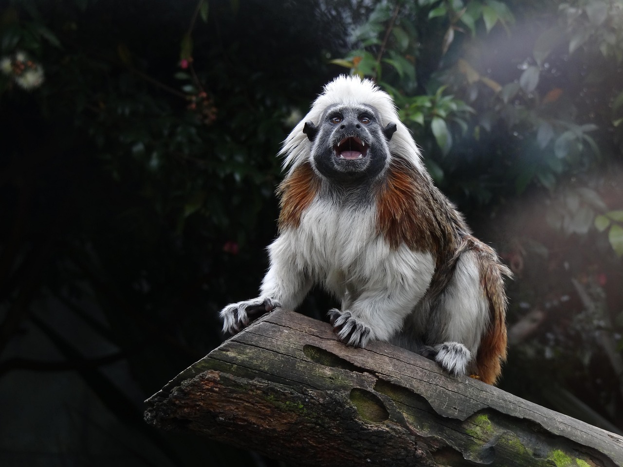 Cotton Top Tamarin Saguinus - Free photo on Pixabay