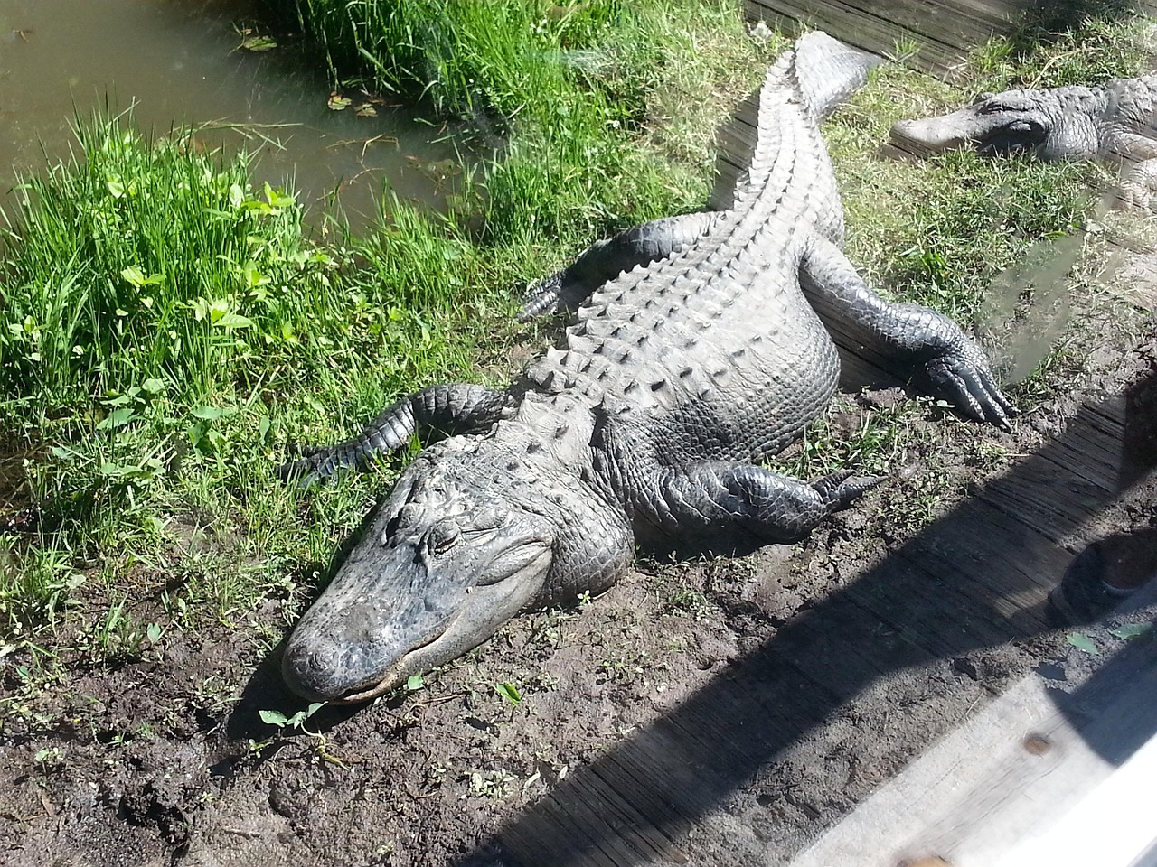 Alligator Reptile Wildlife - Free photo on Pixabay