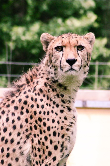Cheetah Zoo Animals - Free photo on Pixabay - Pixabay