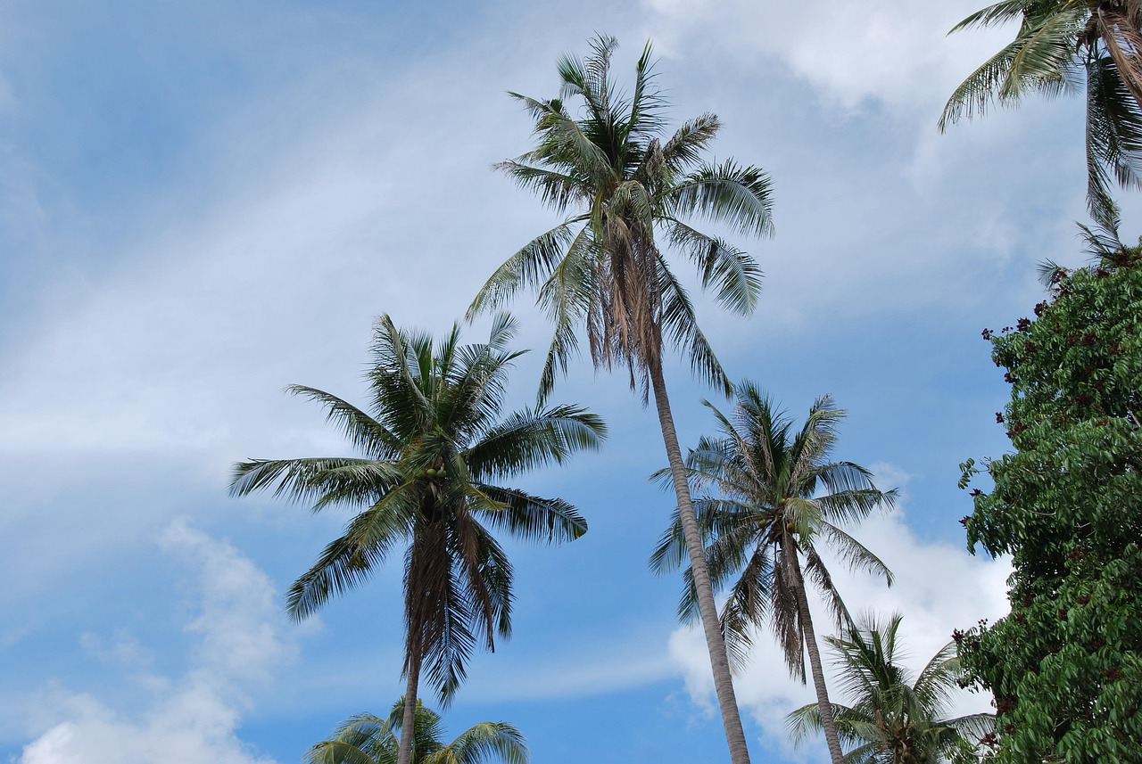Download Asia Wallpaper Palm Asian Palmyra Palm Leaf Ornamental Plant