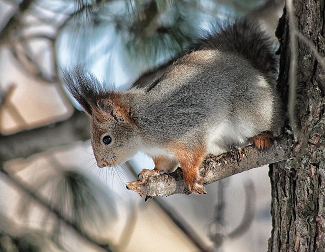 Ardilla Animal Árbol - Foto gratis en Pixabay - Pixabay
