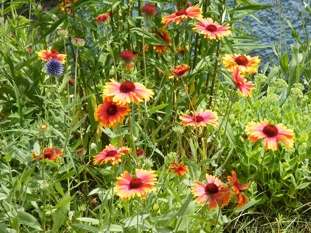 Flores De Verano Prado - Foto gratis en Pixabay - Pixabay
