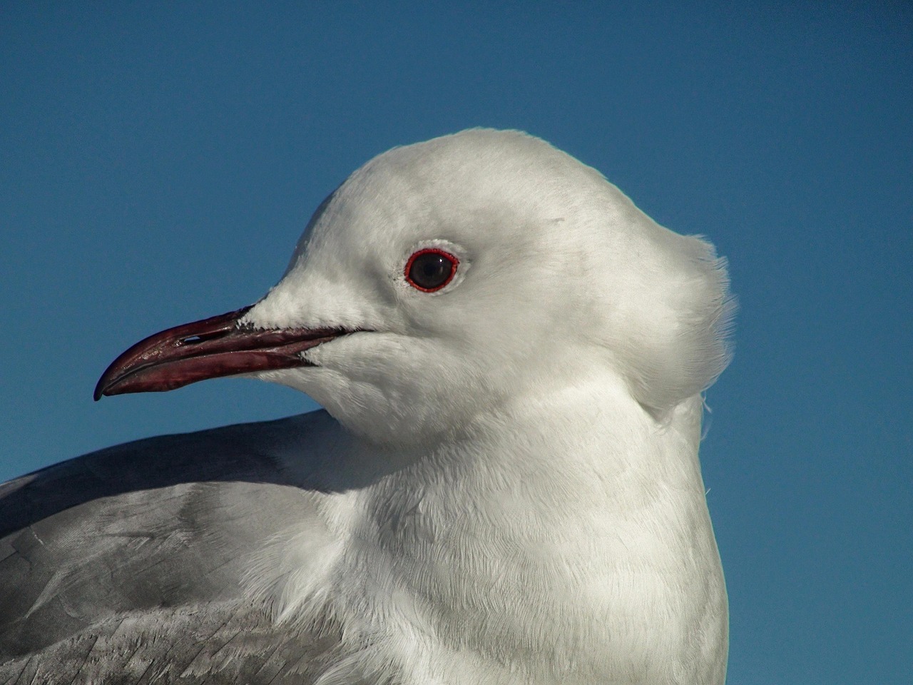 South African Gull Bird Nature - Free photo on Pixabay - Pixabay