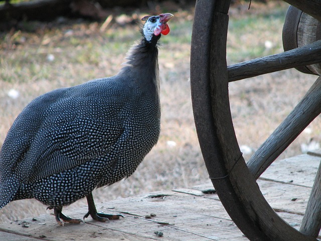 Guinea Ave Gallinas De - Foto gratis en Pixabay - Pixabay