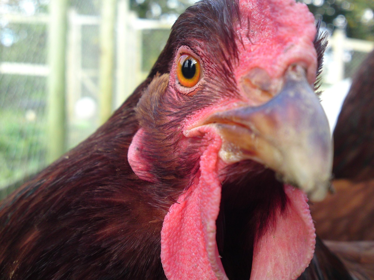Chicken Bird Animal - Free photo on Pixabay - Pixabay