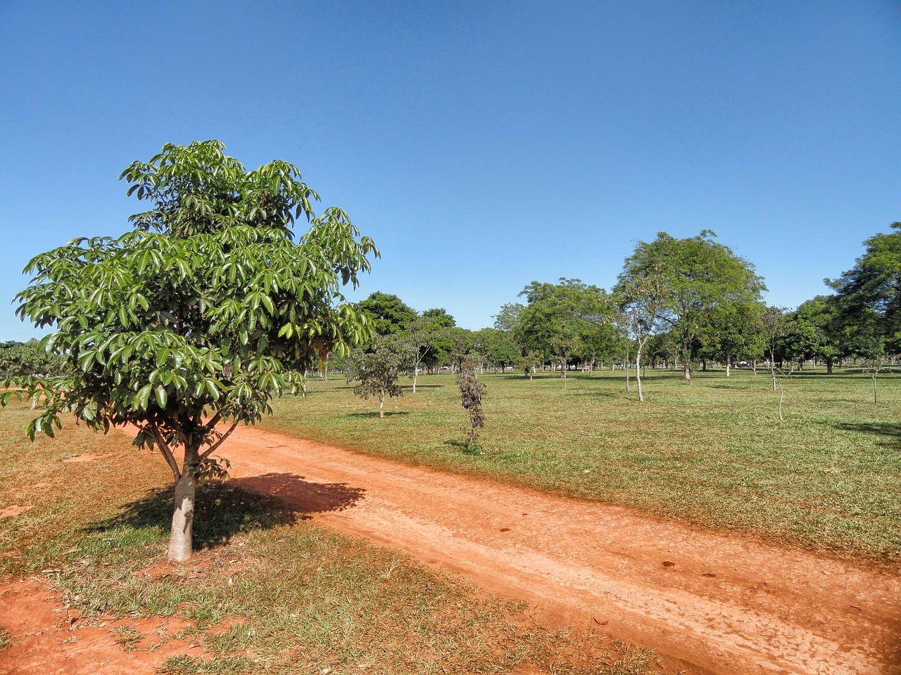 100+ Free Brasilia & Brazil Images - Pixabay