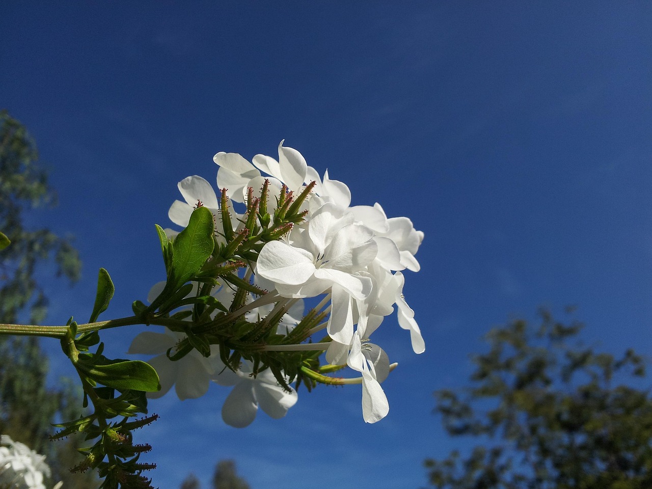 Blue Sky Floral Plant - Free photo on Pixabay - Pixabay