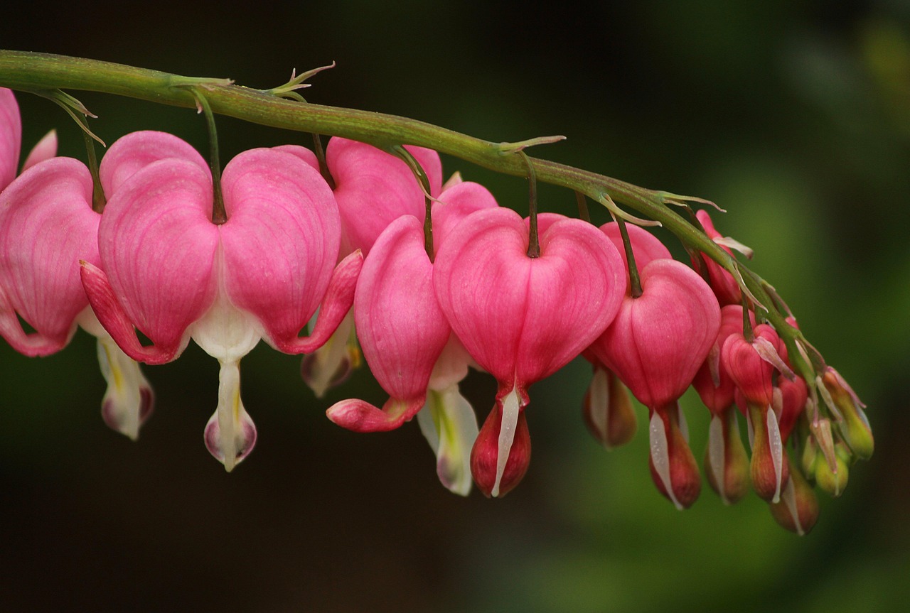 60,000+ Free Bleeding Heart Flower & Nature Images - Pixabay