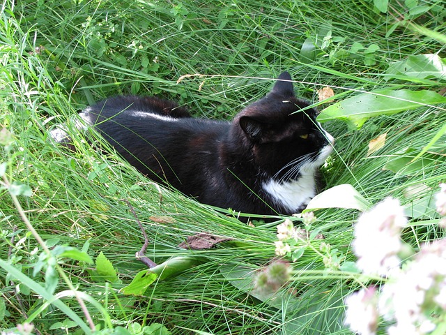Été Chat Jardin - Photo gratuite sur Pixabay