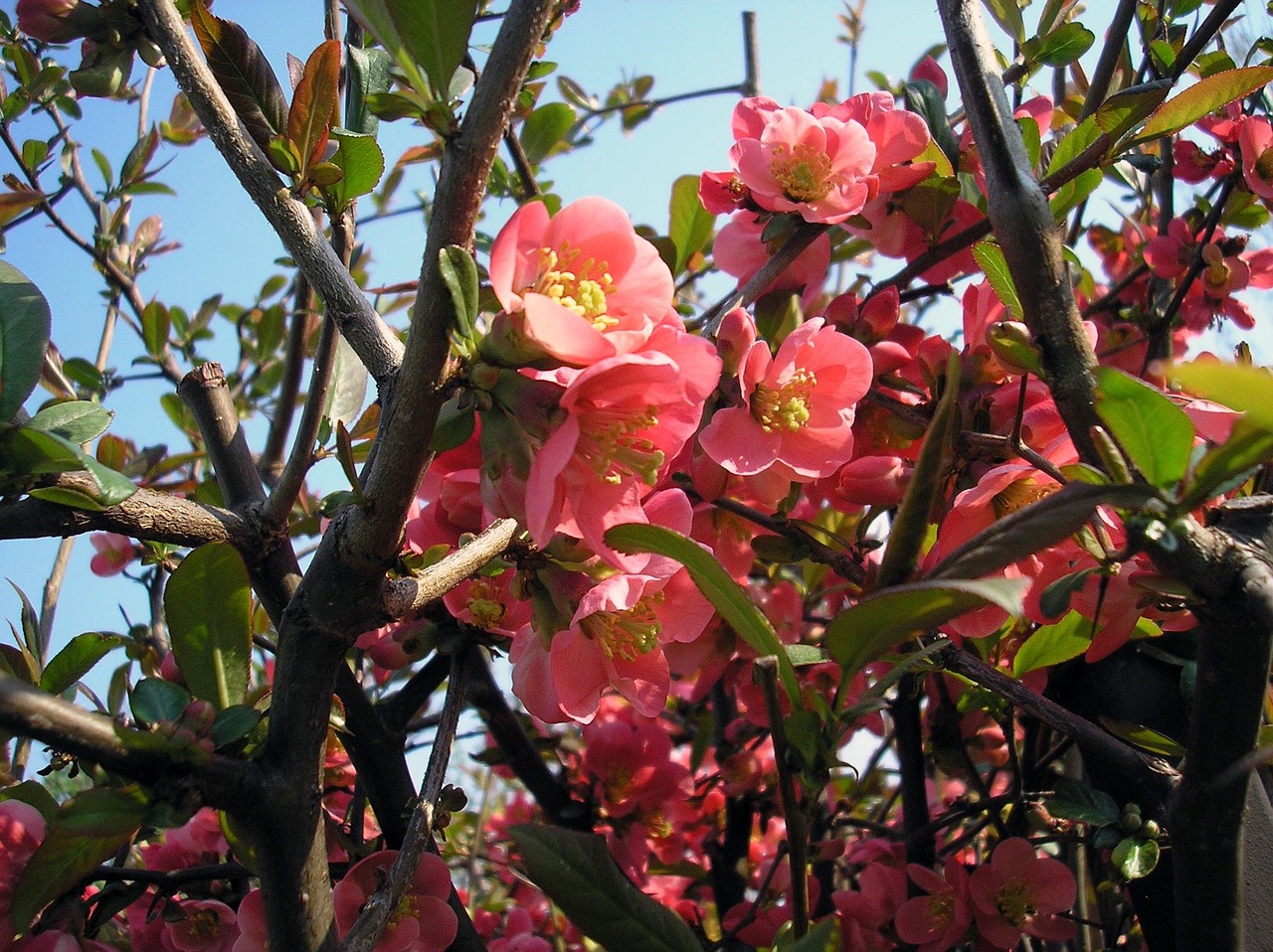 Spring Flower Flowers - Free photo on Pixabay - Pixabay