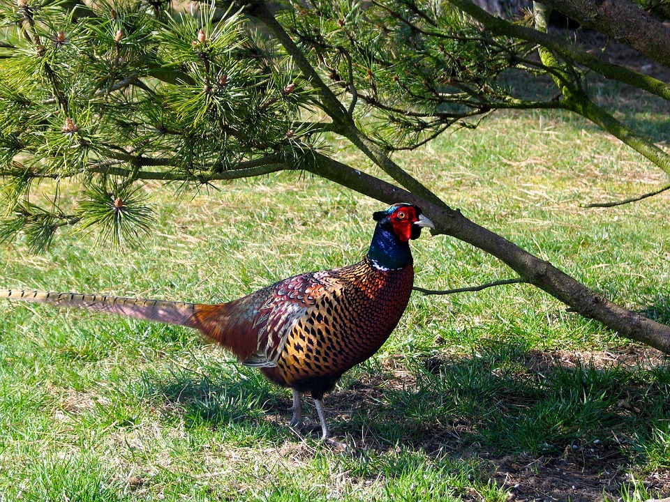 Animal Pheasant Nature - Free photo on Pixabay
