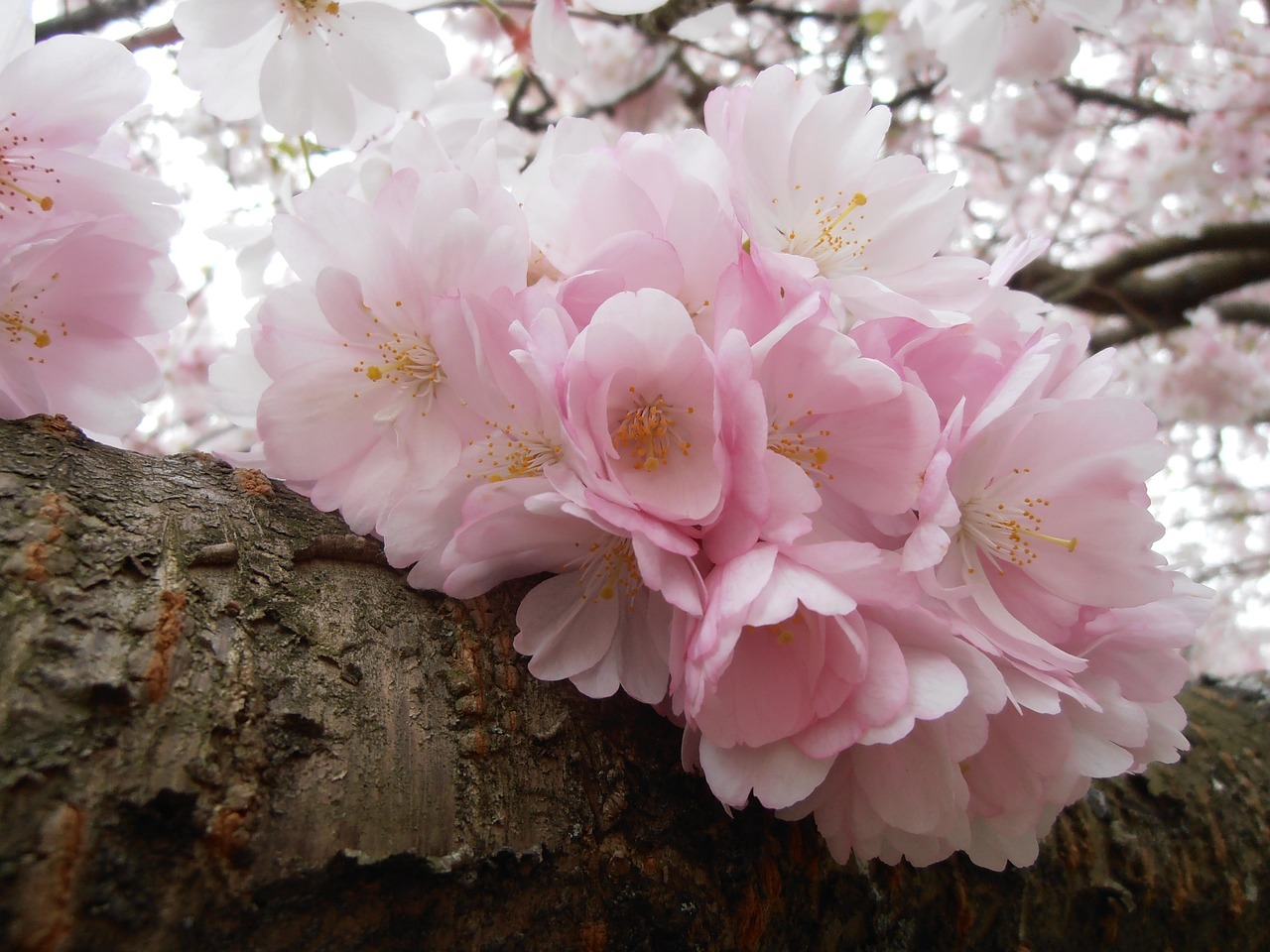 Naturaleza Cerezo Flor - Foto gratis en Pixabay - Pixabay