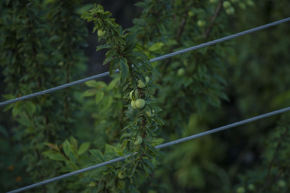 Green Fruit Leaves - Free photo on Pixabay