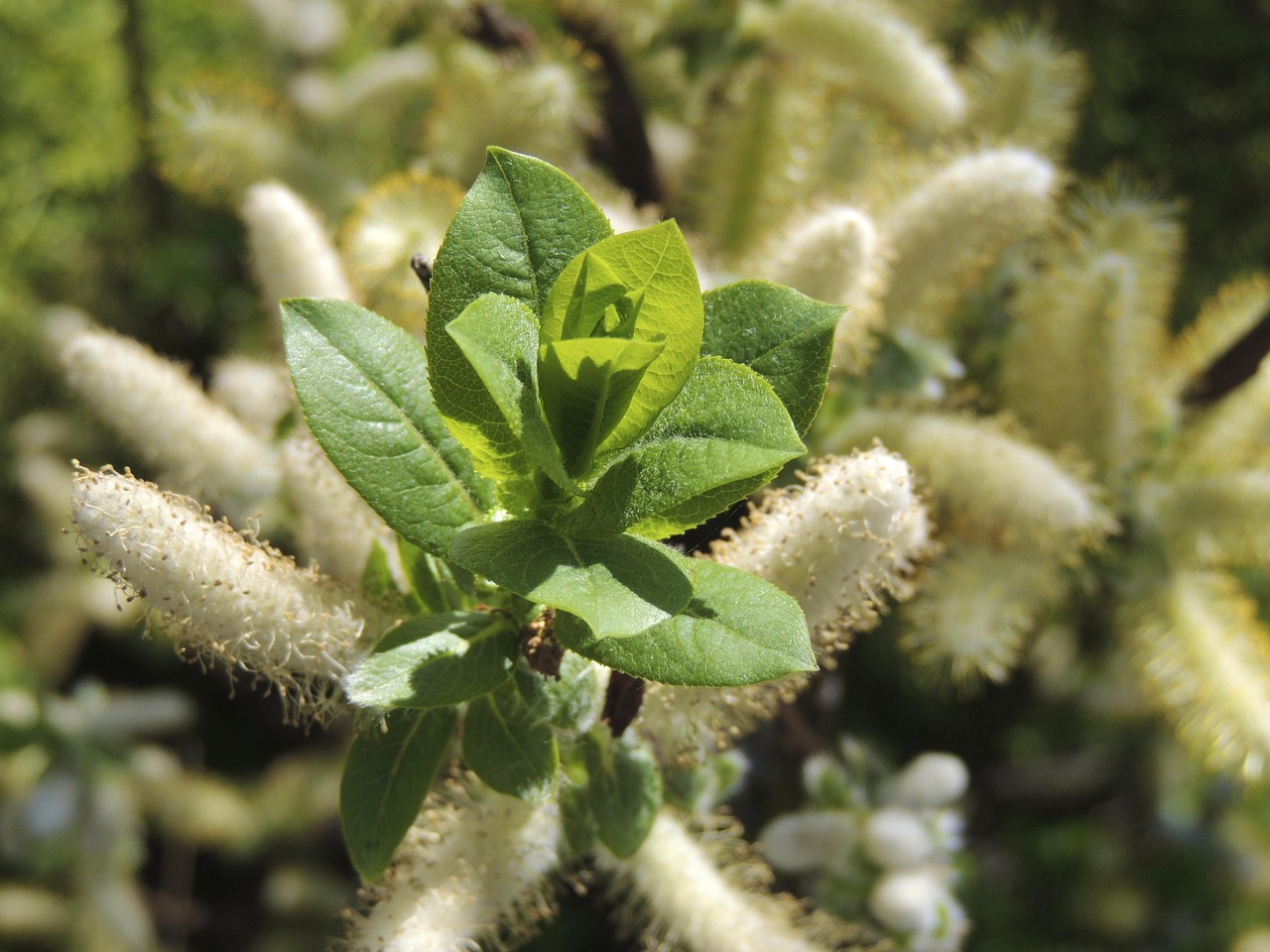 Branche Feuille Vert Le - Photo gratuite sur Pixabay - Pixabay