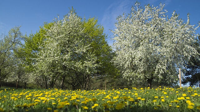 Prairie Fleur De Printemps - Photo gratuite sur Pixabay - Pixabay