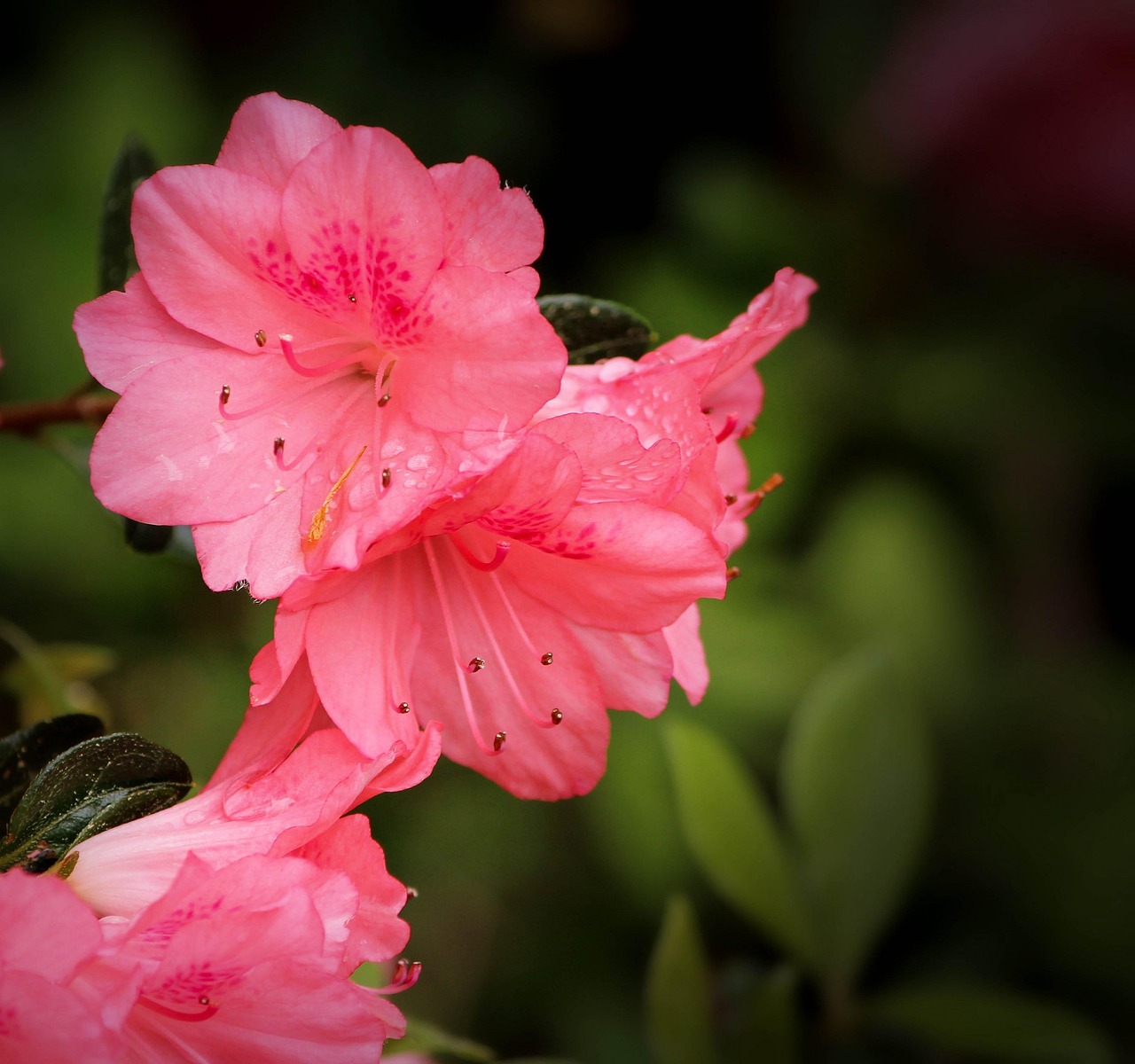 Azalea Coral Bells Rhododendron - Free photo on Pixabay - Pixabay