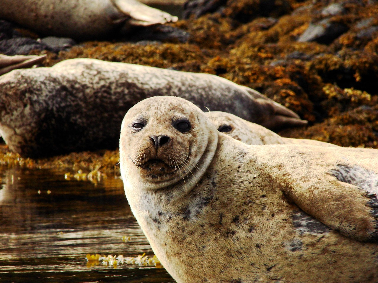Plus de 100 images de Otaries et de Nature - Pixabay