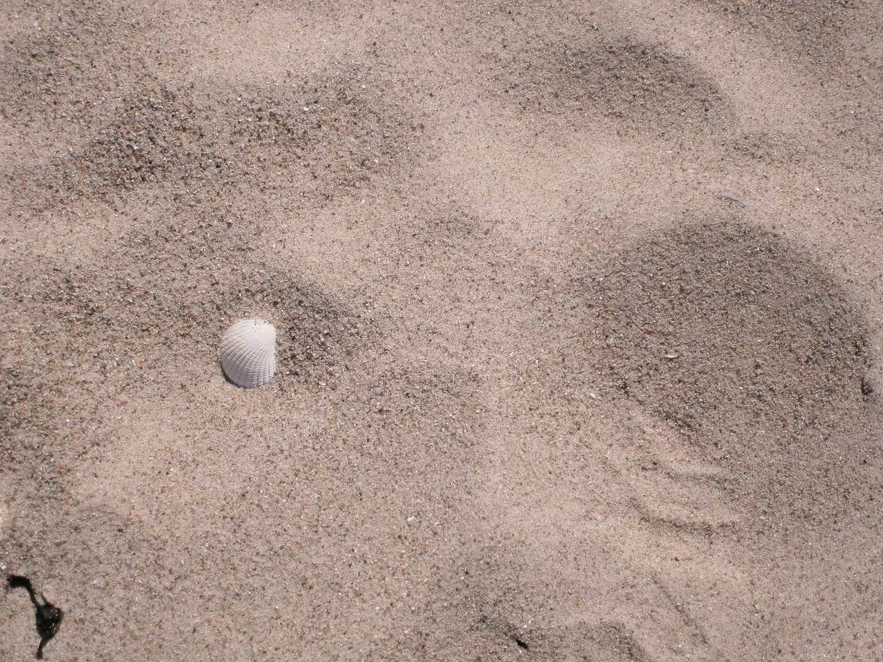 Concha Praia Areia - Foto gratuita no Pixabay - Pixabay
