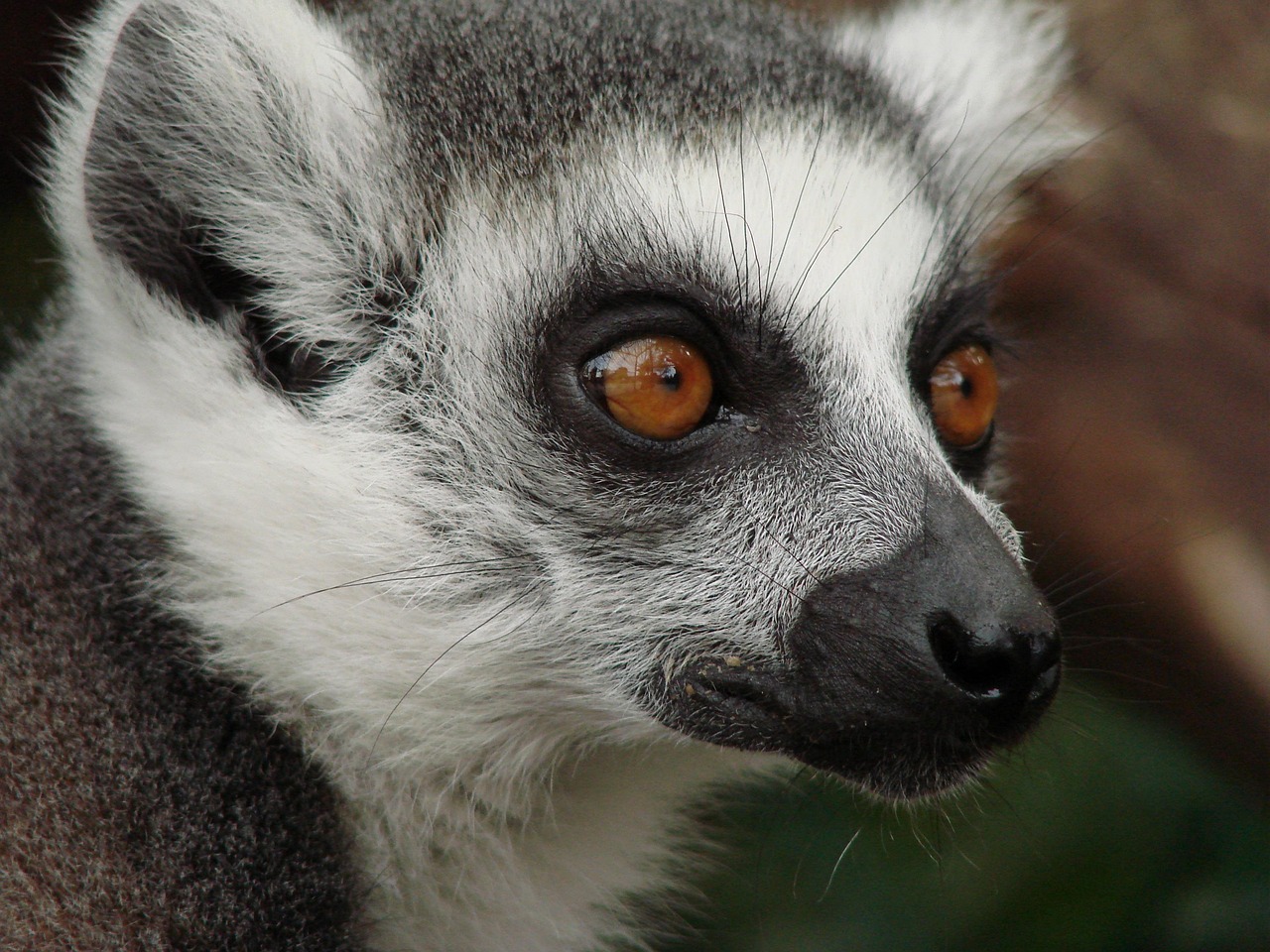900 Free Lemur Madagascar Images Pixabay 900 Free Lemur Madagascar Images Pixabay