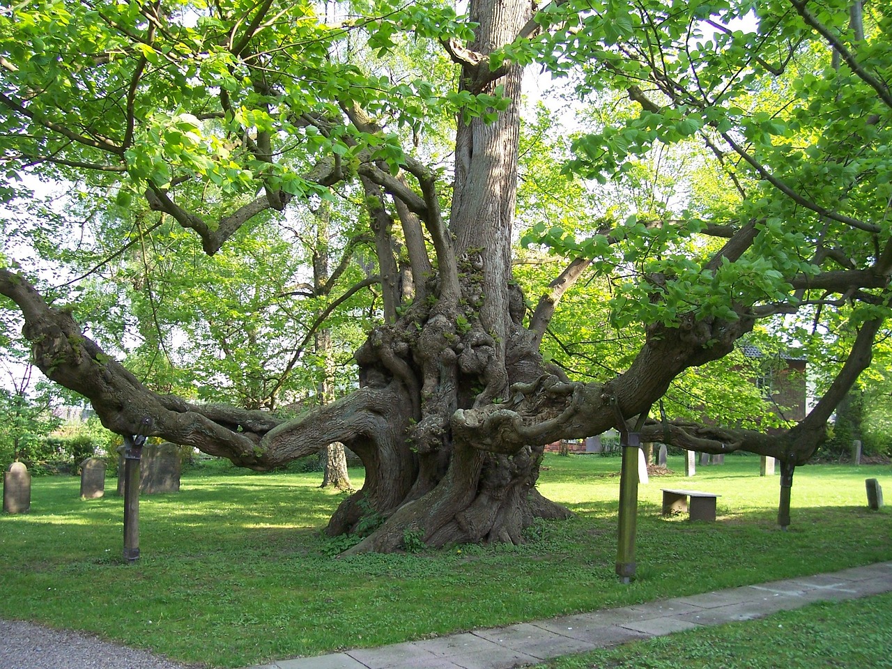 Baum Natur Baumstamm Schlafenden - Kostenloses Foto auf Pixabay - Pixabay