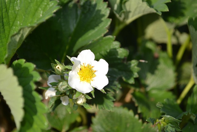 Fraise Fleur Vert - Photo gratuite sur Pixabay - Pixabay