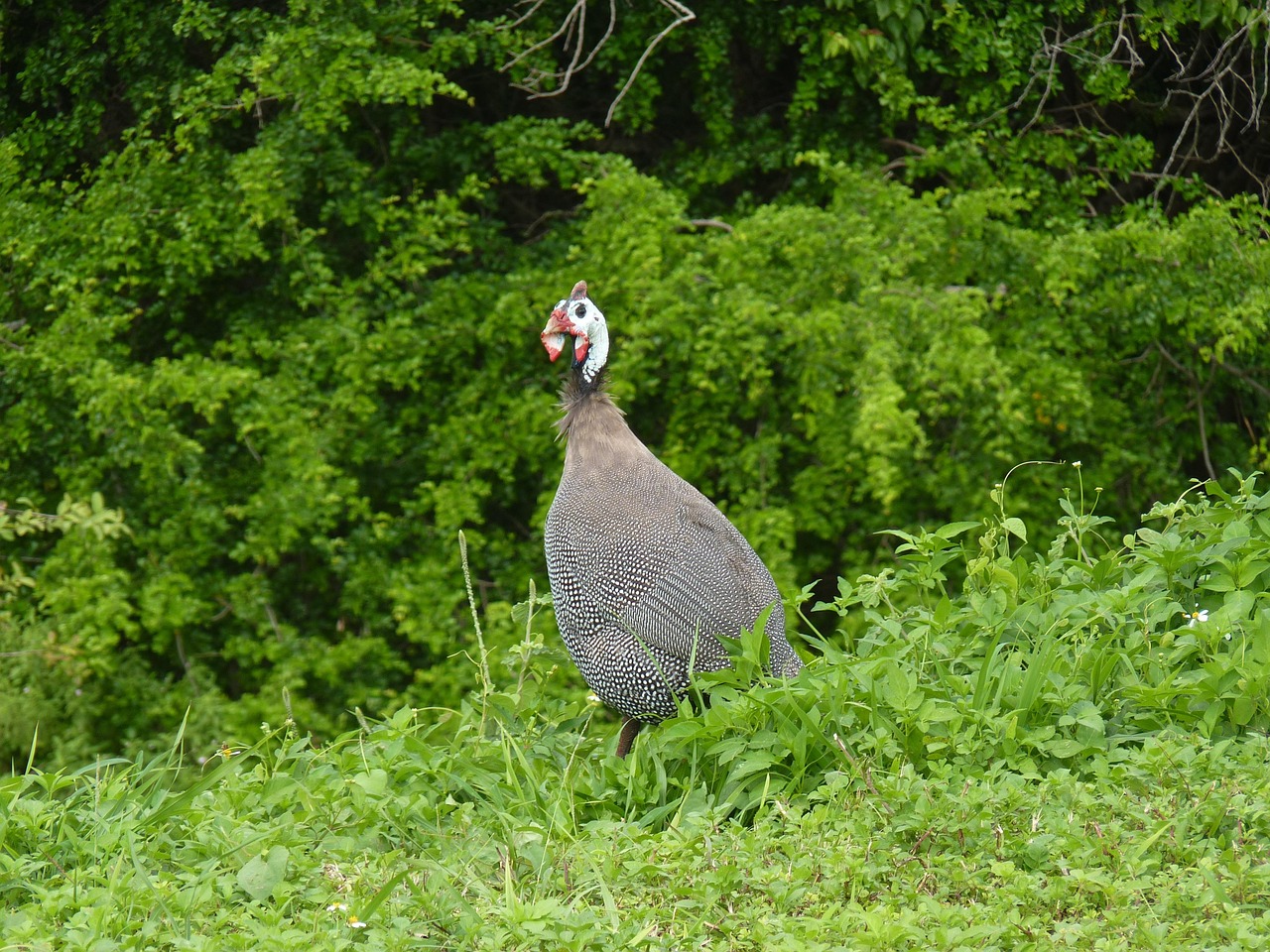80+ Free Guinea-Fowl & Guinea Fowl Images - Pixabay