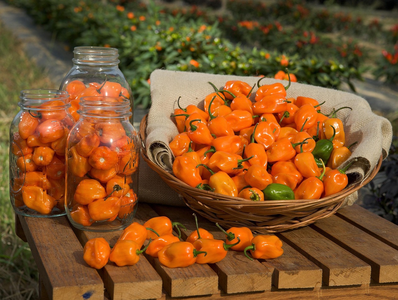 4,000+ Free Чили Habanero & Chile Images - Pixabay