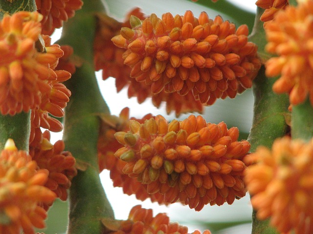 Semillas Planta Foto Gratis En Pixabay Pixabay