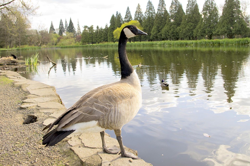 Goose Water Pond - Free photo on Pixabay