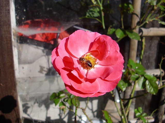 Rose Blossom Bloom - Free photo on Pixabay