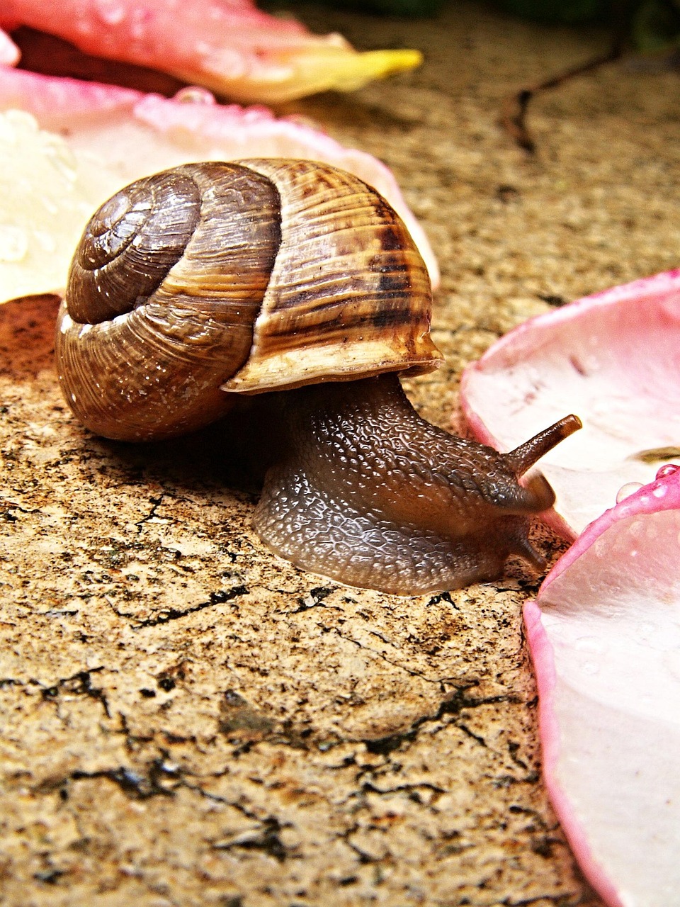Snail Rose Petals Macro - Free photo on Pixabay