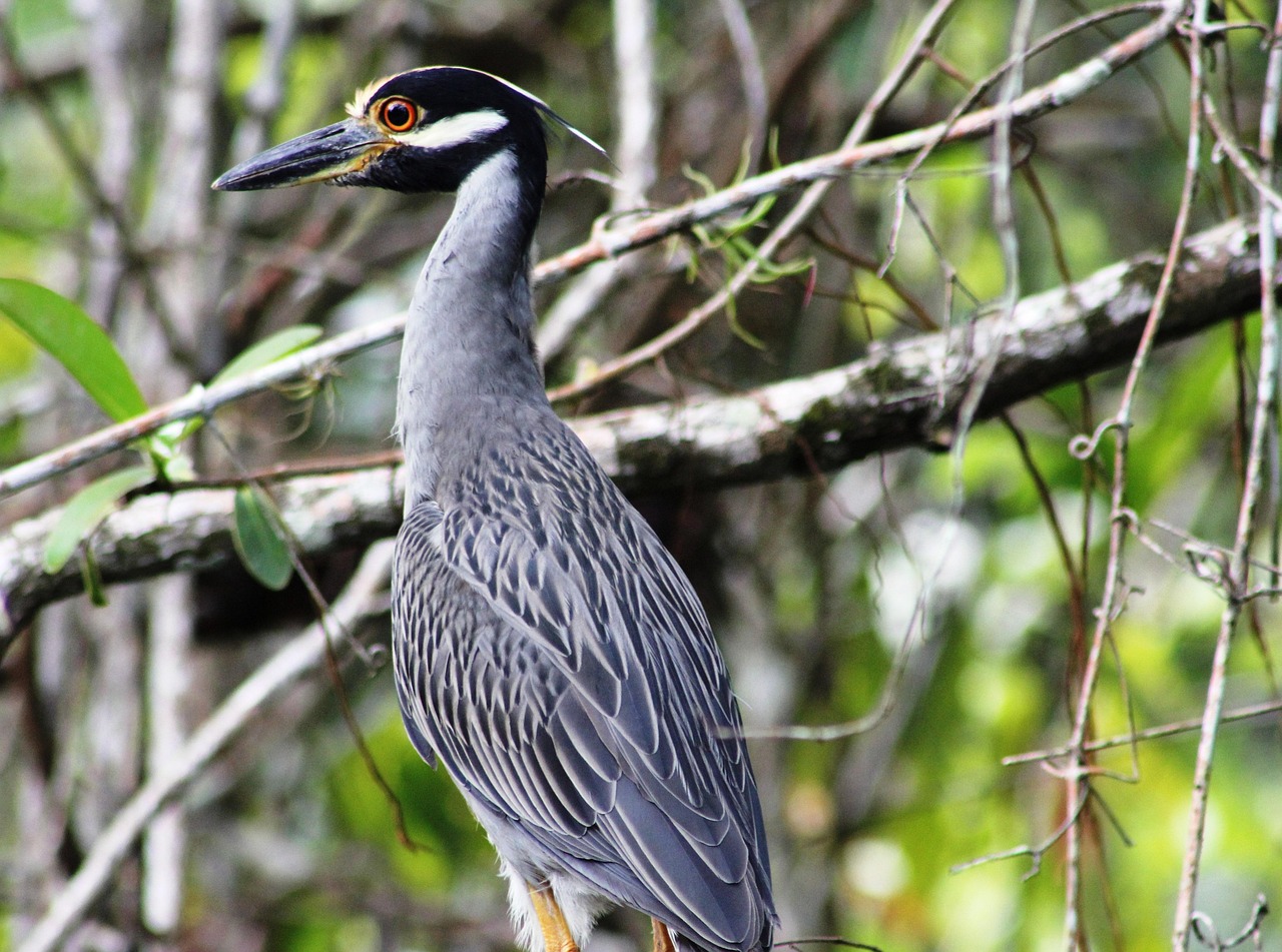100+ Free Honduras & Roatan Photos - Pixabay