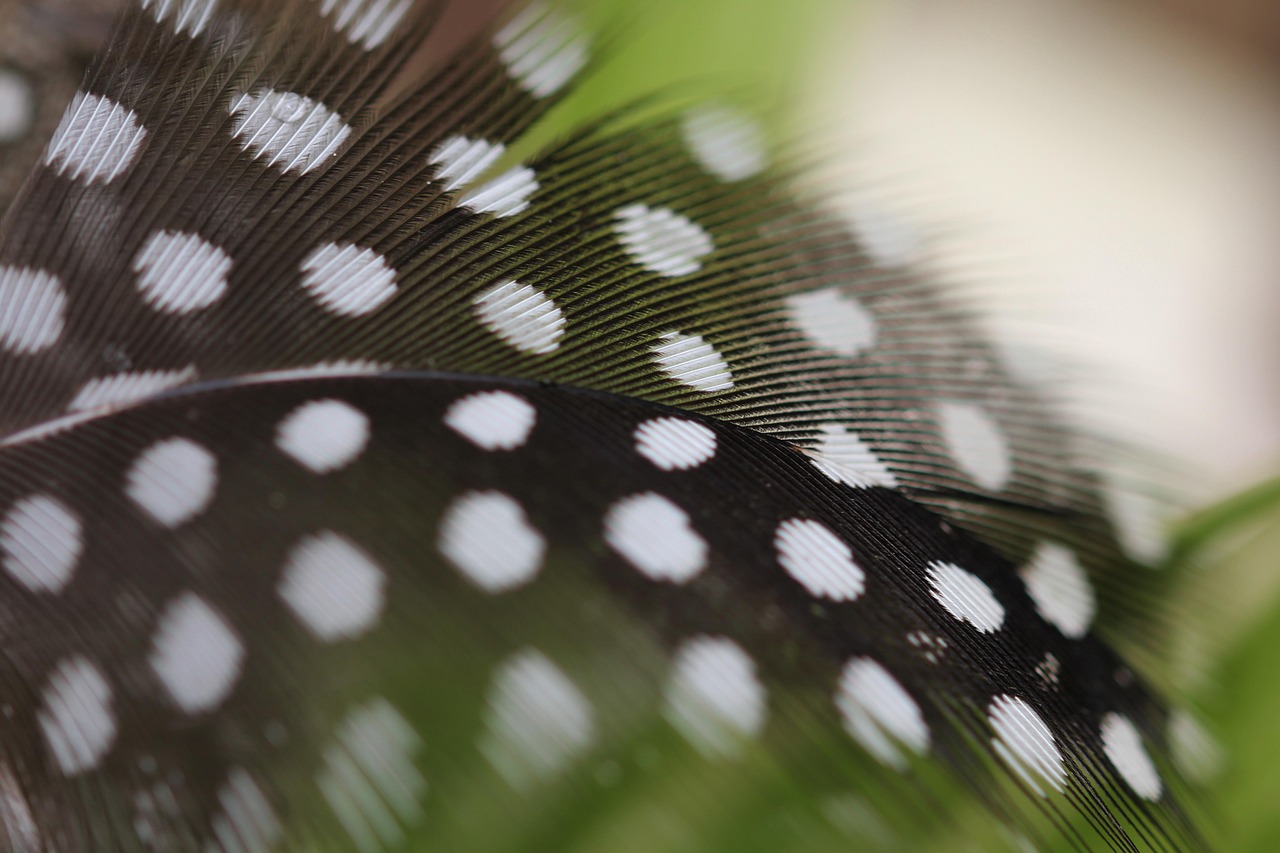 Guinea Fowl Bird Feather - Free photo on Pixabay - Pixabay