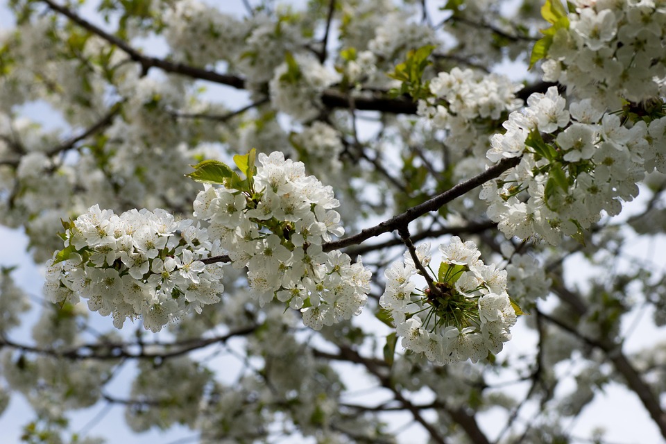 Mekar Bunga-Bunga Ceri Bunga - Foto gratis di Pixabay - Pixabay
