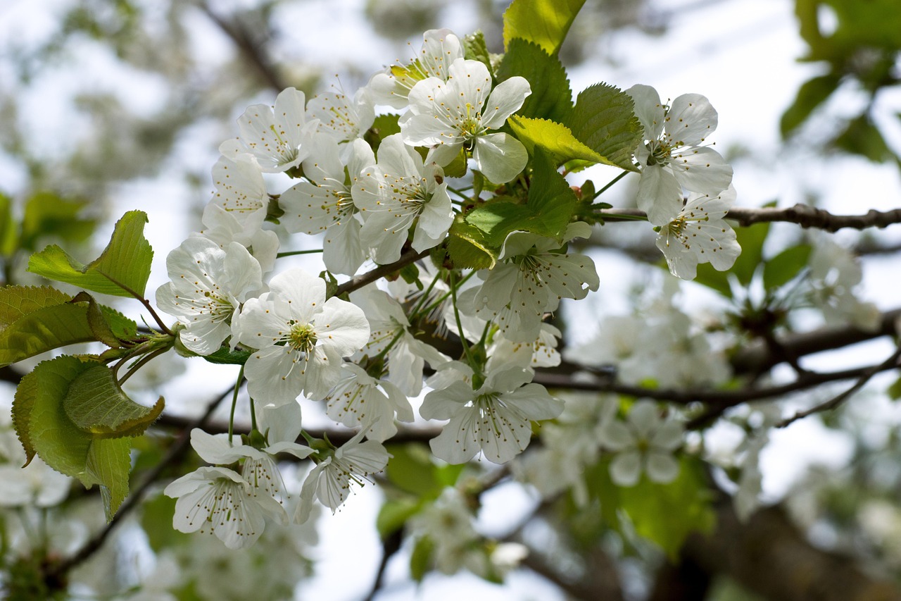 Flor Flores Cereza De - Foto gratis en Pixabay