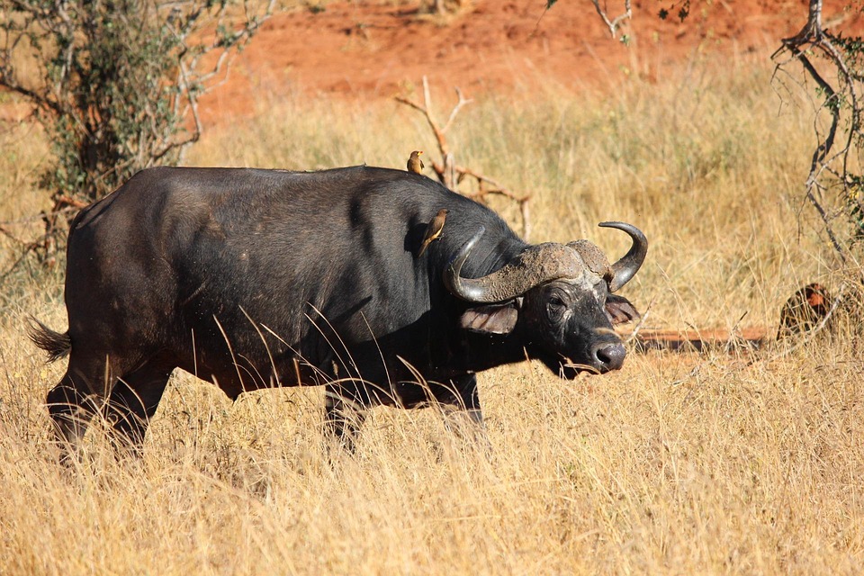 Buffalo Tsavo Kenya - Free photo on Pixabay