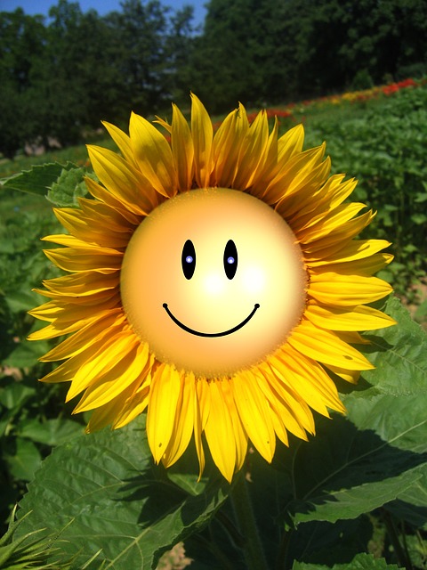 70+ Free Smiling Sunflower & Sunflower Images - Pixabay