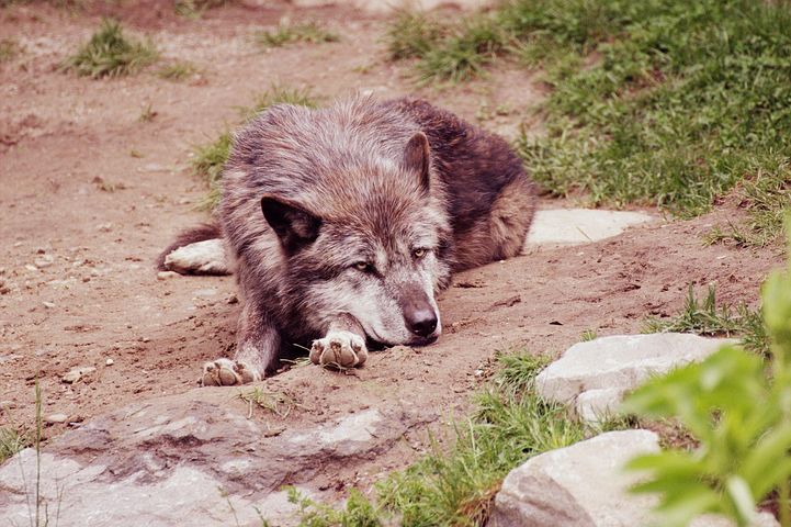 Ulv Bilder - Last ned gratis bilder - Pixabay