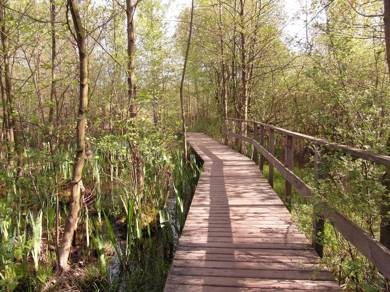 Moor Bridge Web - Free photo on Pixabay - Pixabay