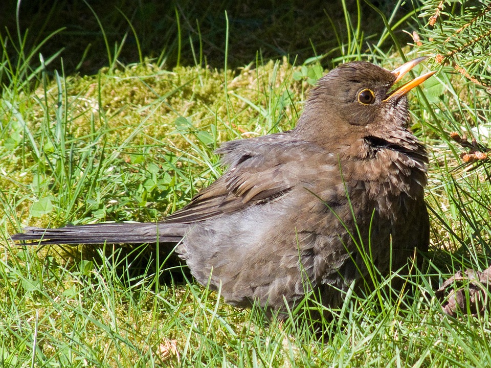 Animal Oiseau Merle Jeune - Photo gratuite sur Pixabay - Pixabay