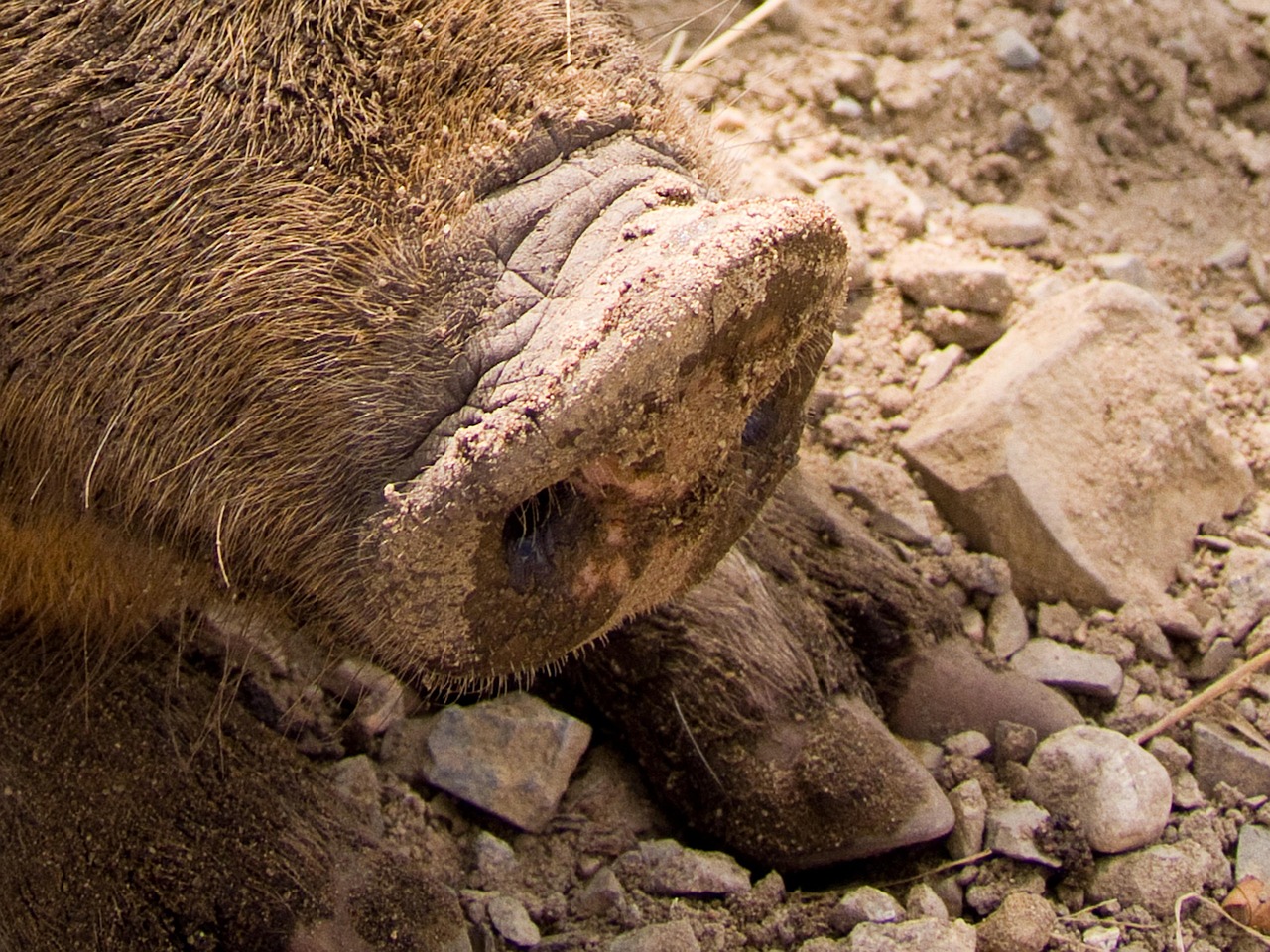 Pig Snout Animal - Free photo on Pixabay