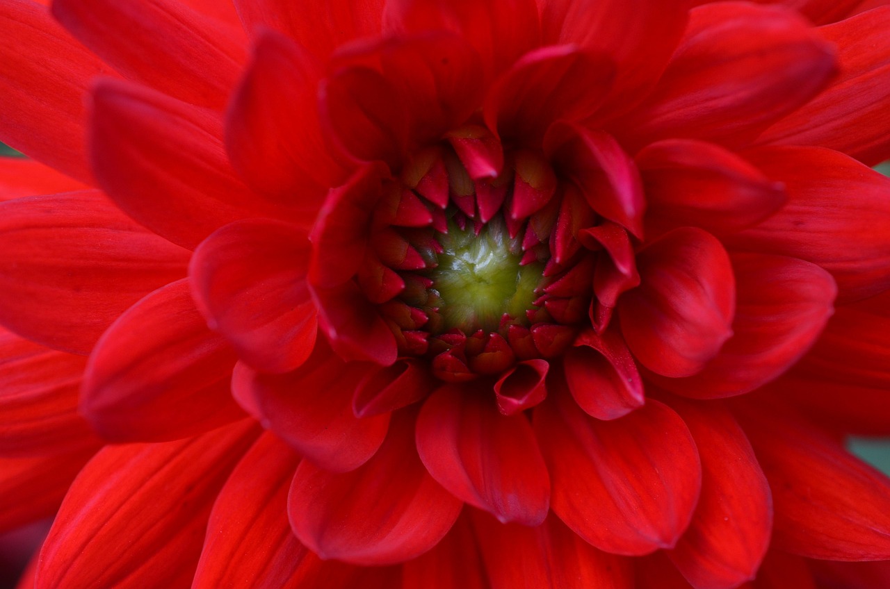 Blume Blüte Rot - Kostenloses Foto auf Pixabay - Pixabay